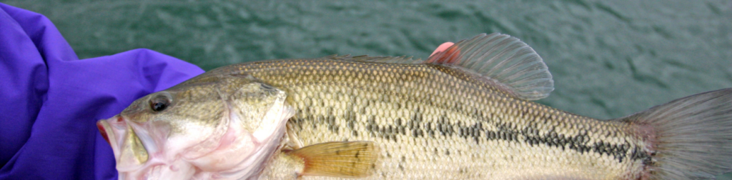 Bass Fishing Tips Techniques And Gear Boost Your Catch Rate